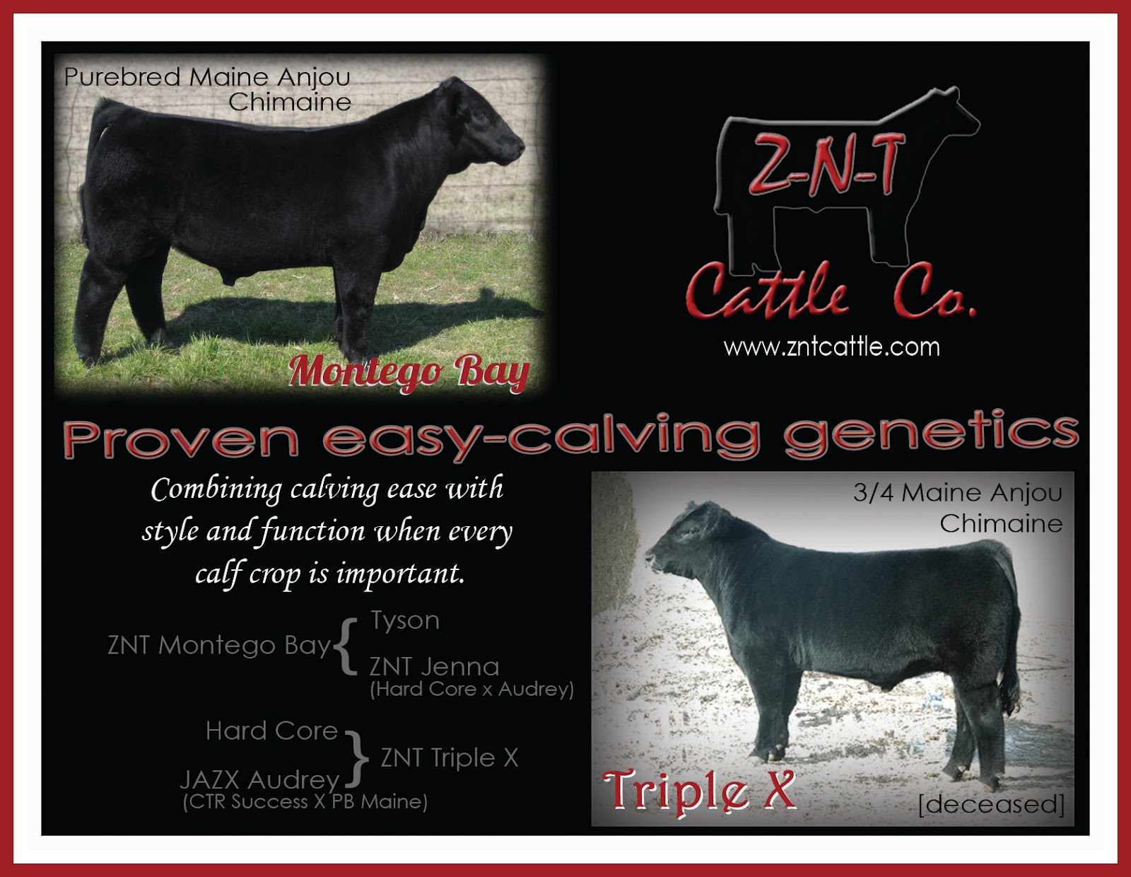 Maine Anjou Show Cattle