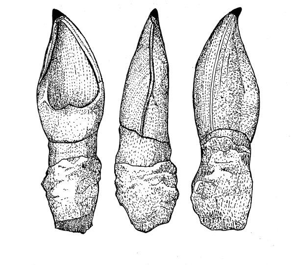 El Rincón de un Dinofriki: Dinosaurios Fantásticos y Dónde Encontrarlos ...