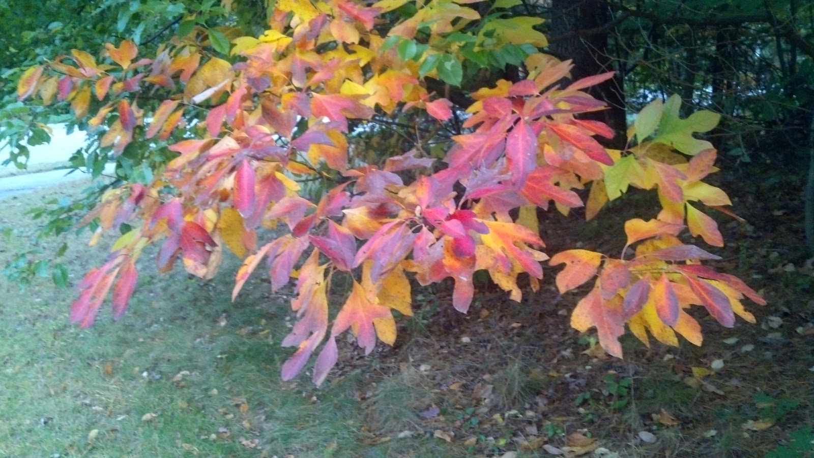 Franklin Matters: Sassafras in color