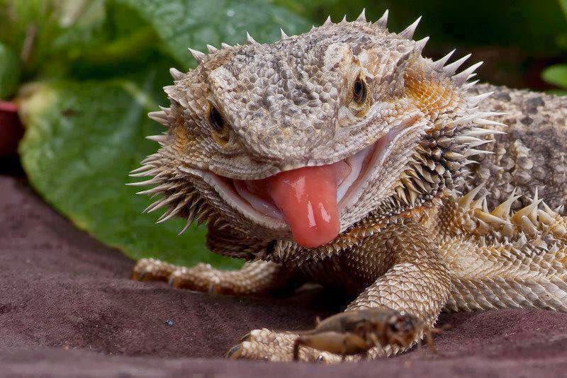 Dynamic Animals: Ficha: POGONA VITTICEPS