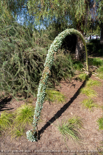 Octopus agave spreading the love at the Huntington