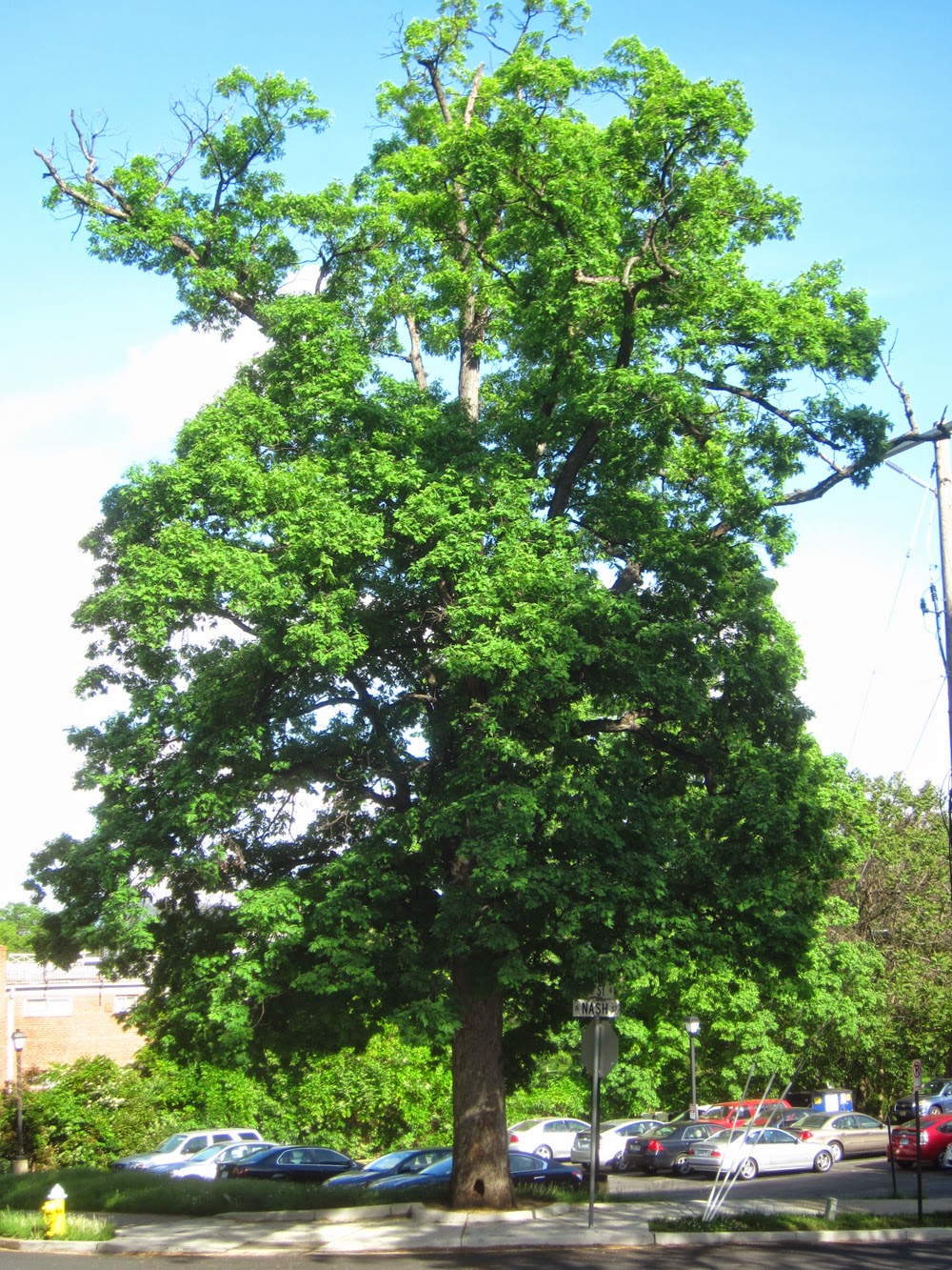 Ode Street Tribune: Rosslyn white oak continues to florish despite ...