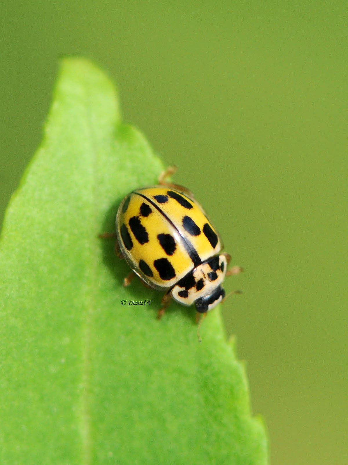 Macrophoto plaisir passion: La coccinelle échiquier, Porpylea ...