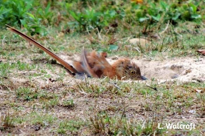 The View from Squirrel Ridge: Thrashing Around