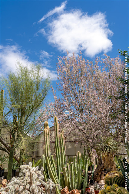 Bach's Cactus Nursery, a must-see destination in Tucson, AZ (May 2021)