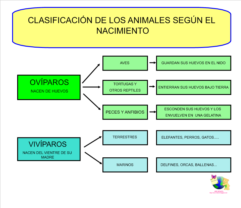 Linea De Tiempo Clasificacin De Animales Segn Su