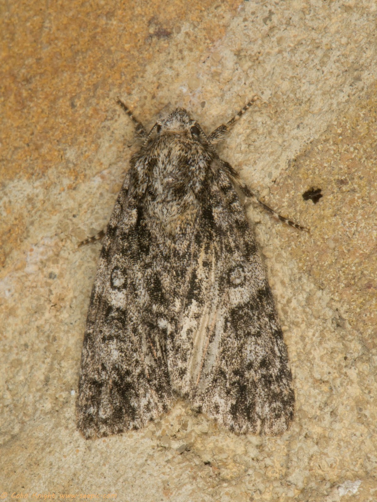 Postcards from Sussex: Wax Moth, Vine's Rustic and other moths