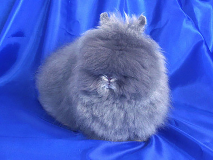Chingum — Discover Curiosities: Angora Rabbit | The Most Fluffy Rabbit