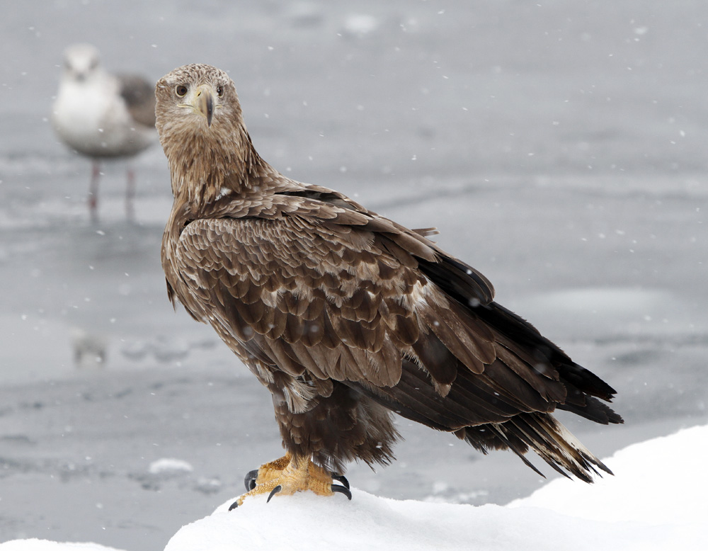 Travels with birds: Japan 2013 - Eagles everywhere