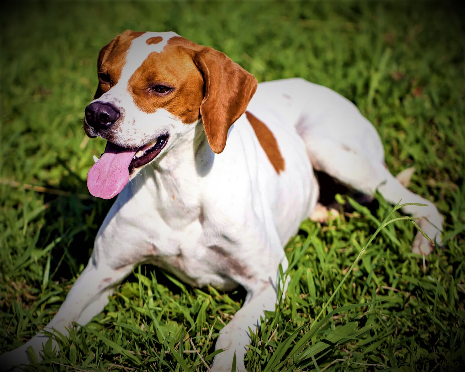 English pointer dog, history, characteristics of the breed, breed ...