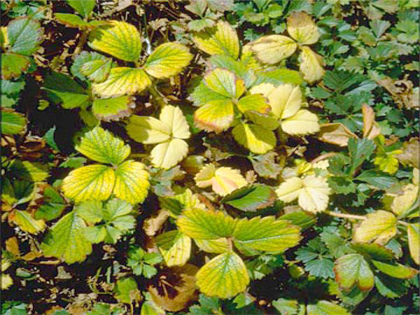 Aquaponic Nutrients: Iron Deficiency In Aquaponics - Iron In Aquaponics ...