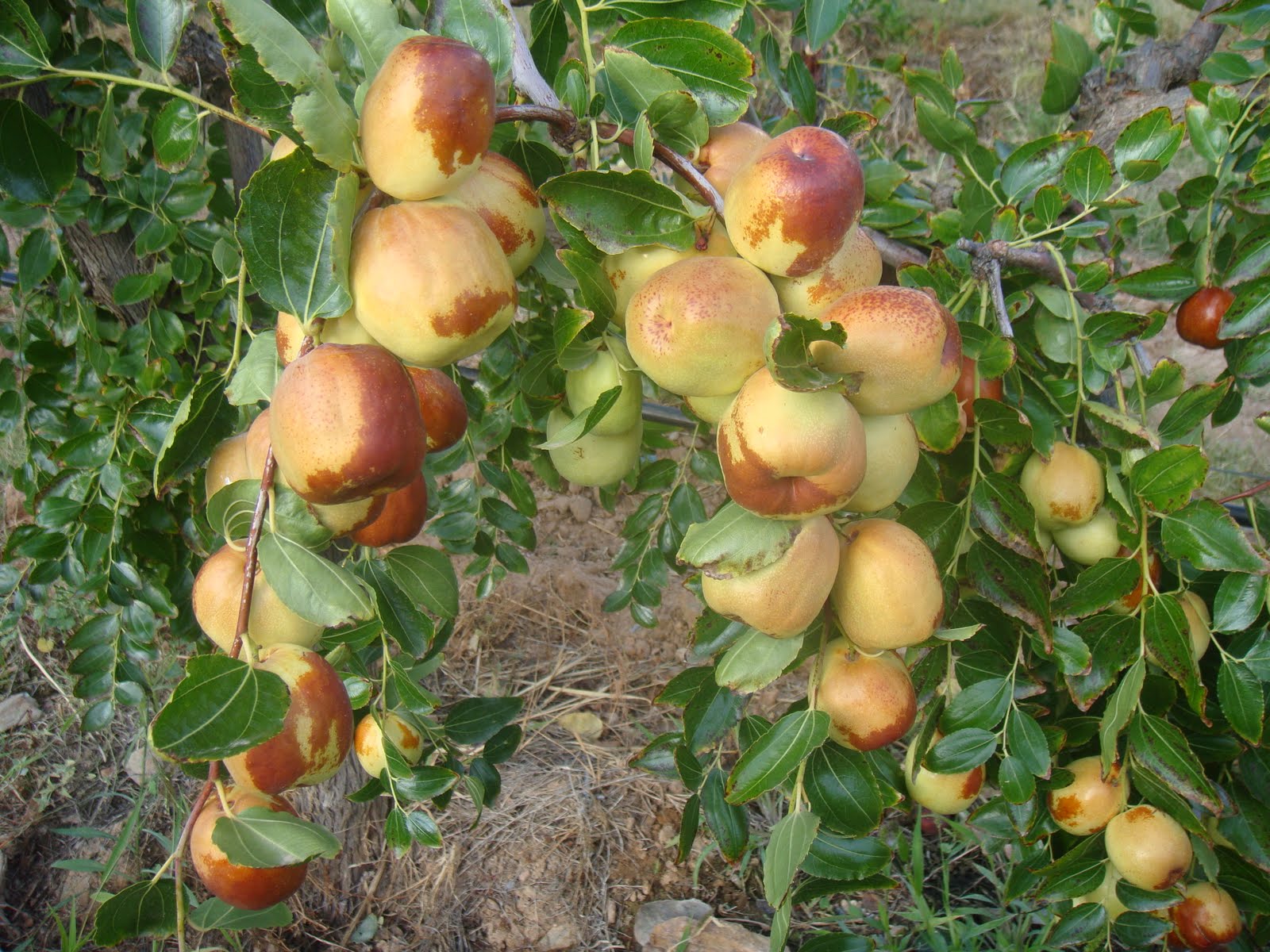 Viveros Lao: Azufaifos frondosos