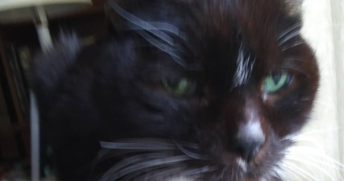 lifesomethings: A Tribute to Abbott the Cat