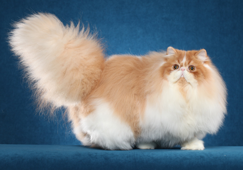 ANIMALS TIME : Persian Cat (Gallery 17)