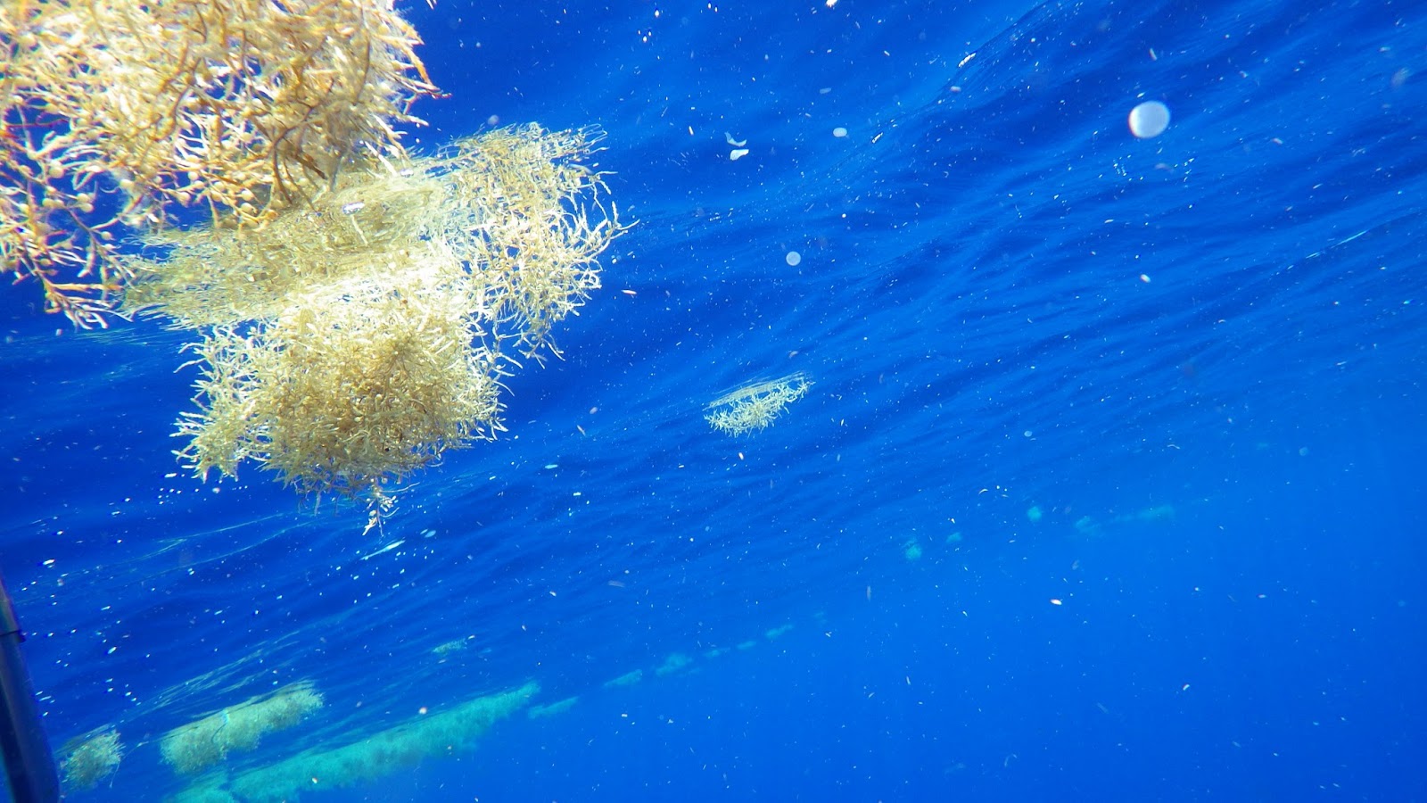 Voyage to the Sargasso Sea: Swimming with the monsters of the Sargasso Sea