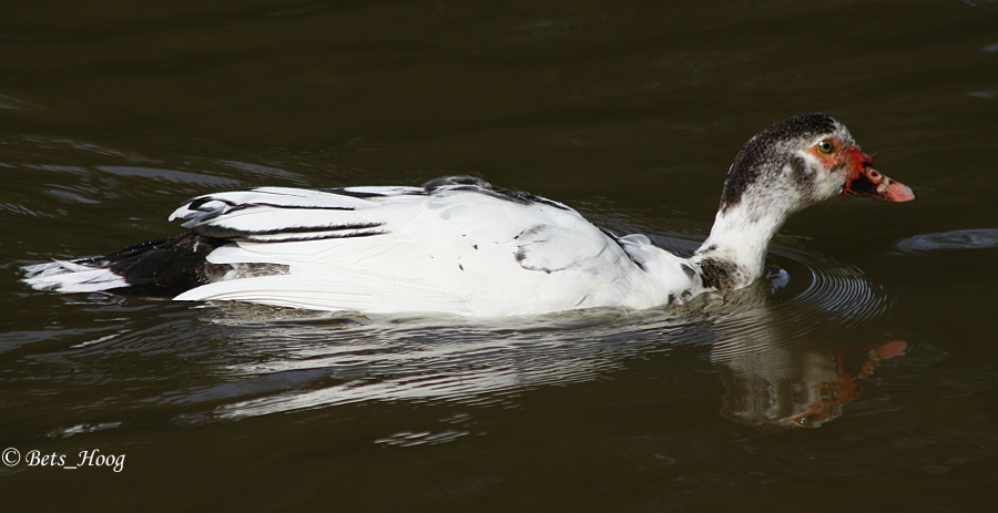 Bets Fotonieuws: Wassende muskuseend