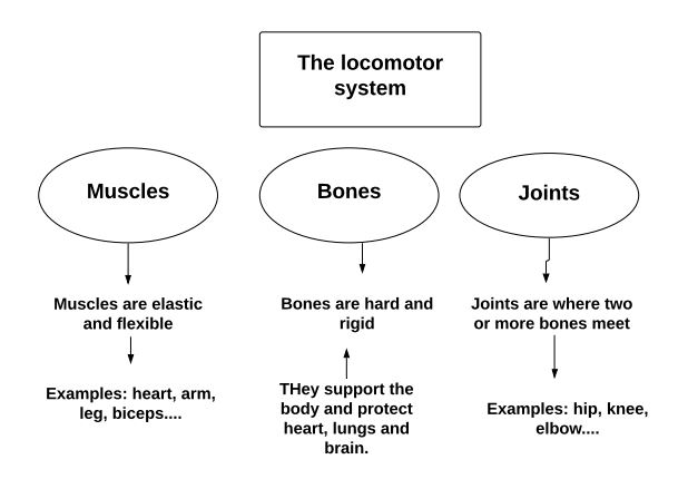 Unit 3: Our systems