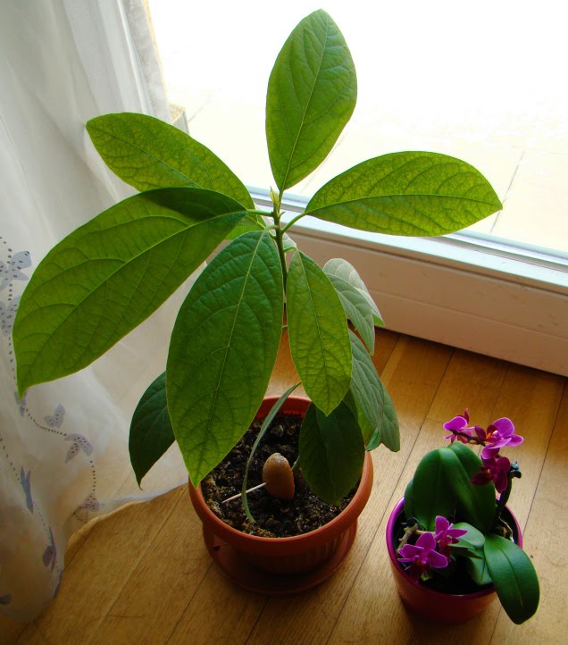 Zielona Chata: Awokado wyhodowane z pestki (nasiona)