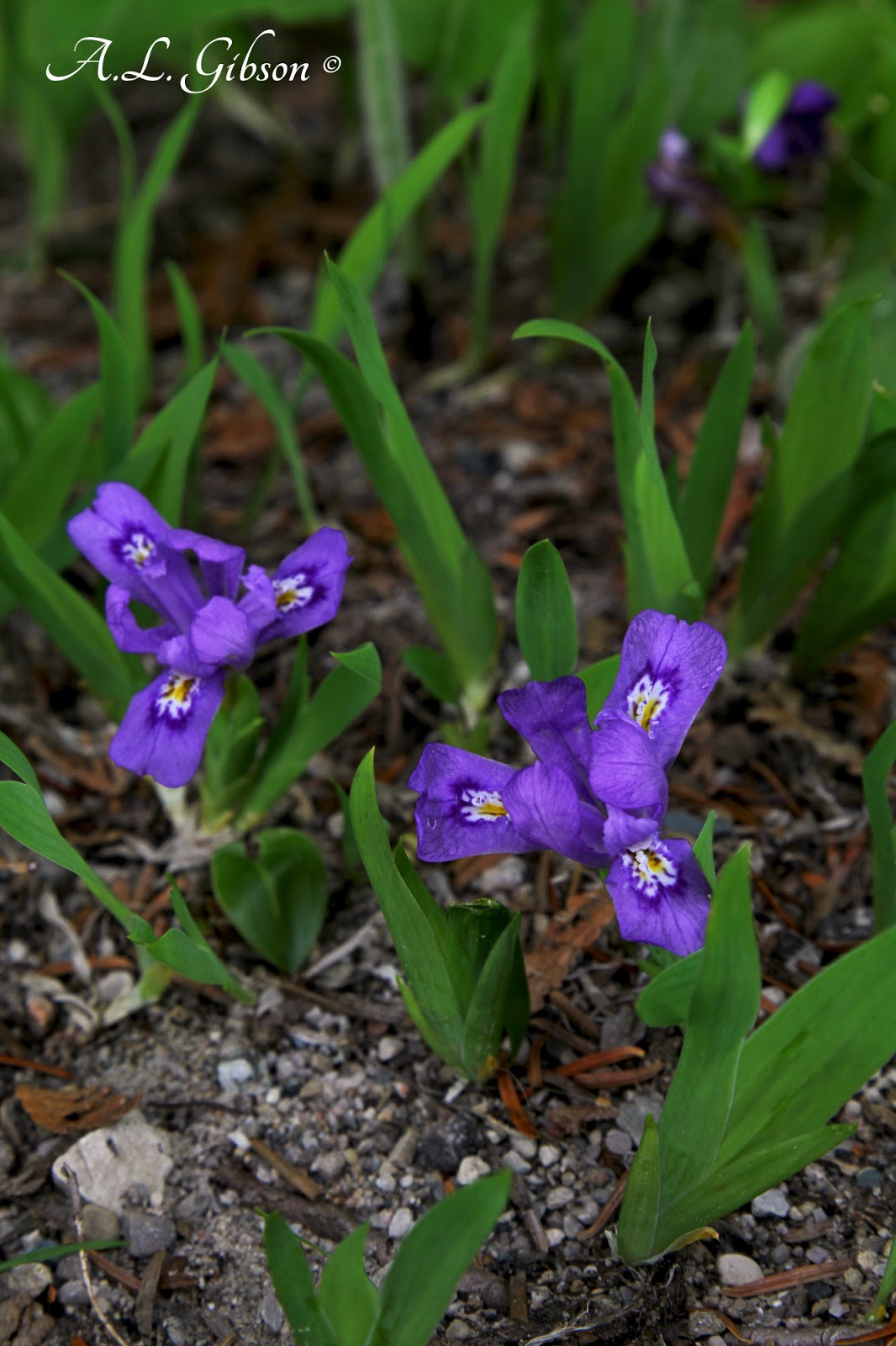 The Buckeye Botanist: The Bruce Peninsula Part IV: Roadside Plants ...