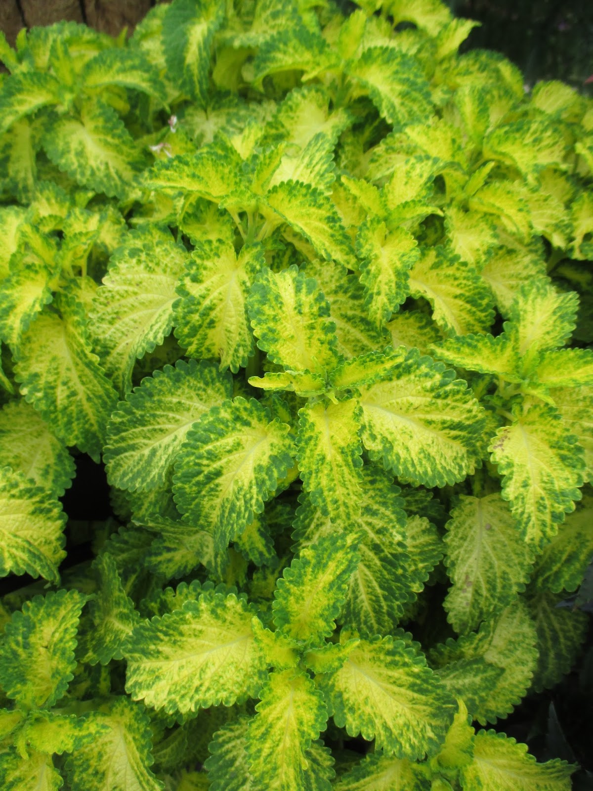 Rotary Botanical Gardens - Hort Blog: New Coleus For Consideration