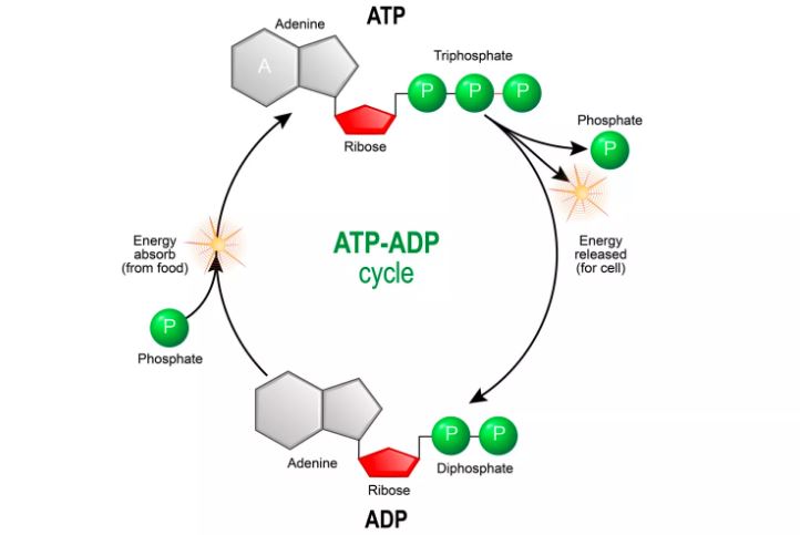 Rantai Transportasi Elektron dan Produksi Energi - Sekolah007