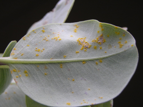 Garden Guy Hawaii: Ohia Rust