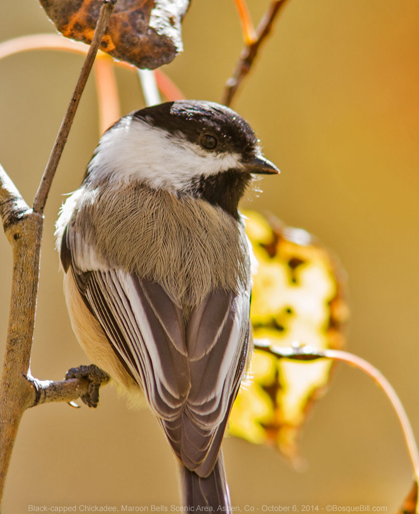 Bosque Bill's Backroads: Autumn Color: Colorado Part 2