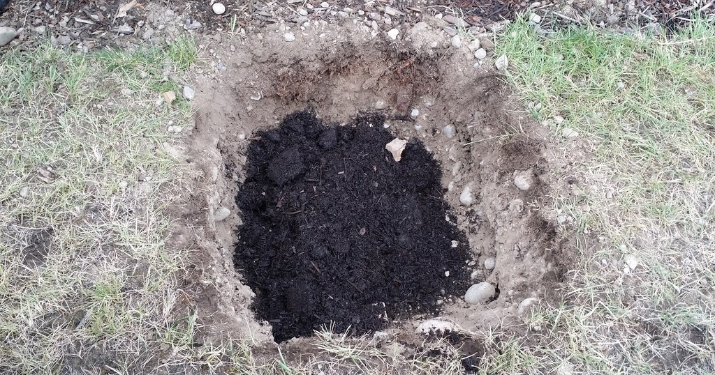 Seattle Garden & Fruit Adventures: Peter's Honey fig going in the ground.