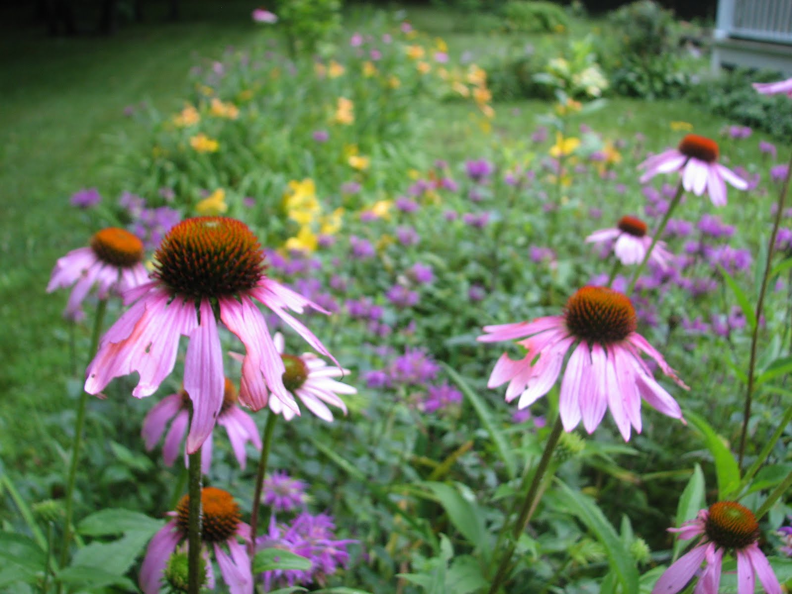 Common New England Perennials at Helen Phillips blog