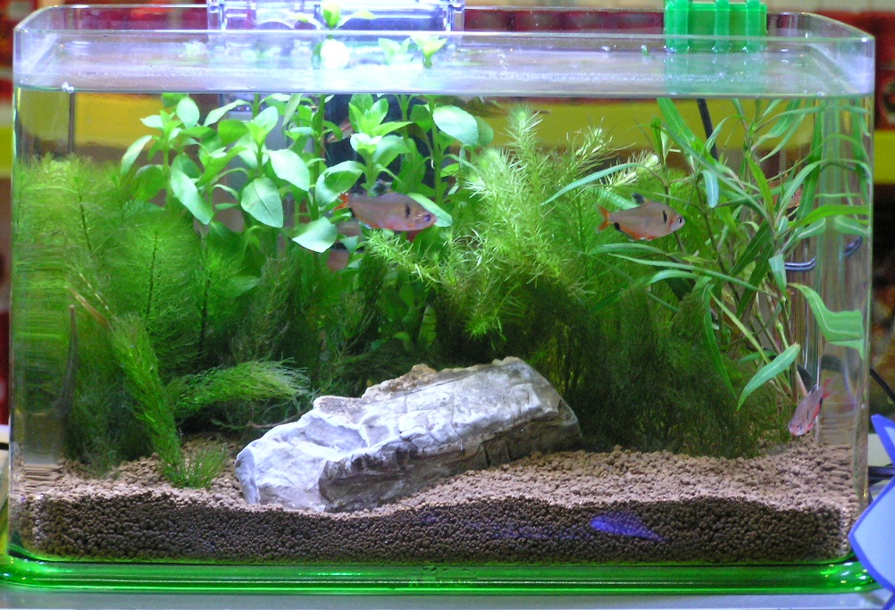 My Fresh Water Aquarium - Natural Planted Tank (Walstad Method).: Nano ...
