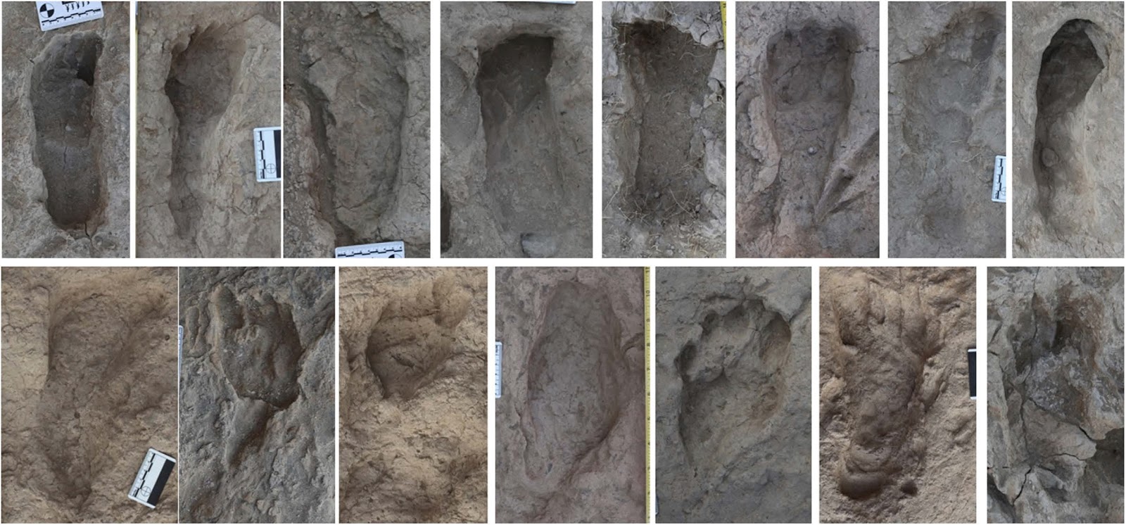 Sciency Thoughts: Hominin footprints from 1 500 000-year-old deposits ...