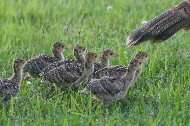 Gale's Photo and Birding Blog: Wild Turkey Chicks