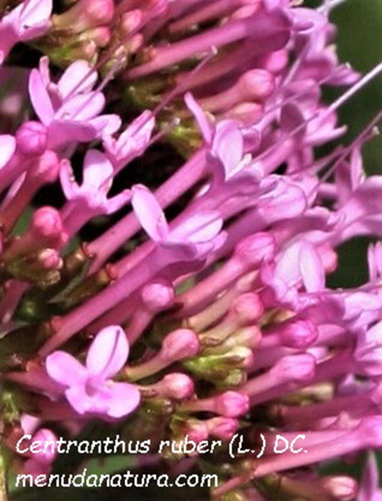 Menuda Natura: Centranthus ruber (L.) DC.