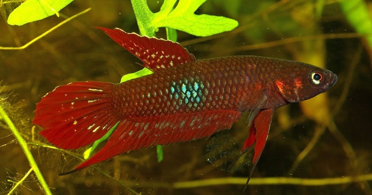 INILAH JENIS IKAN CUPANG BETTA YANG LAMA DAN TERBARU | ANEKA HEWAN ...