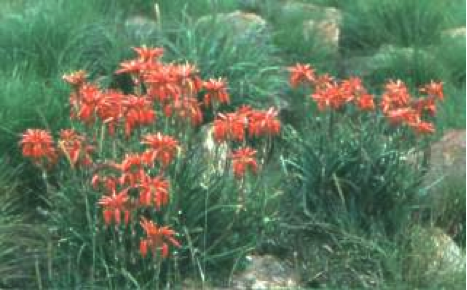 The Succulent and Cactus Lady (that's me!): April 2015