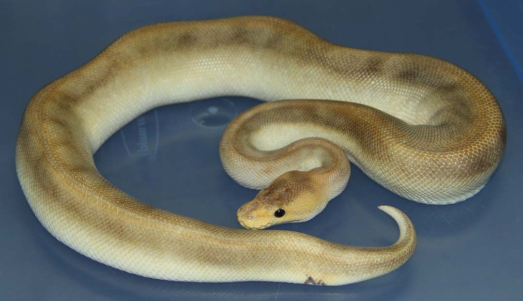 View topic - #863 pangare bay - Chicken Smoothie