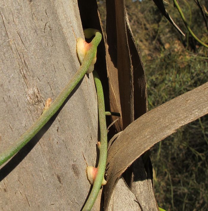 Esperance Wildflowers: Cassytha melantha - Large Dodder Laurel