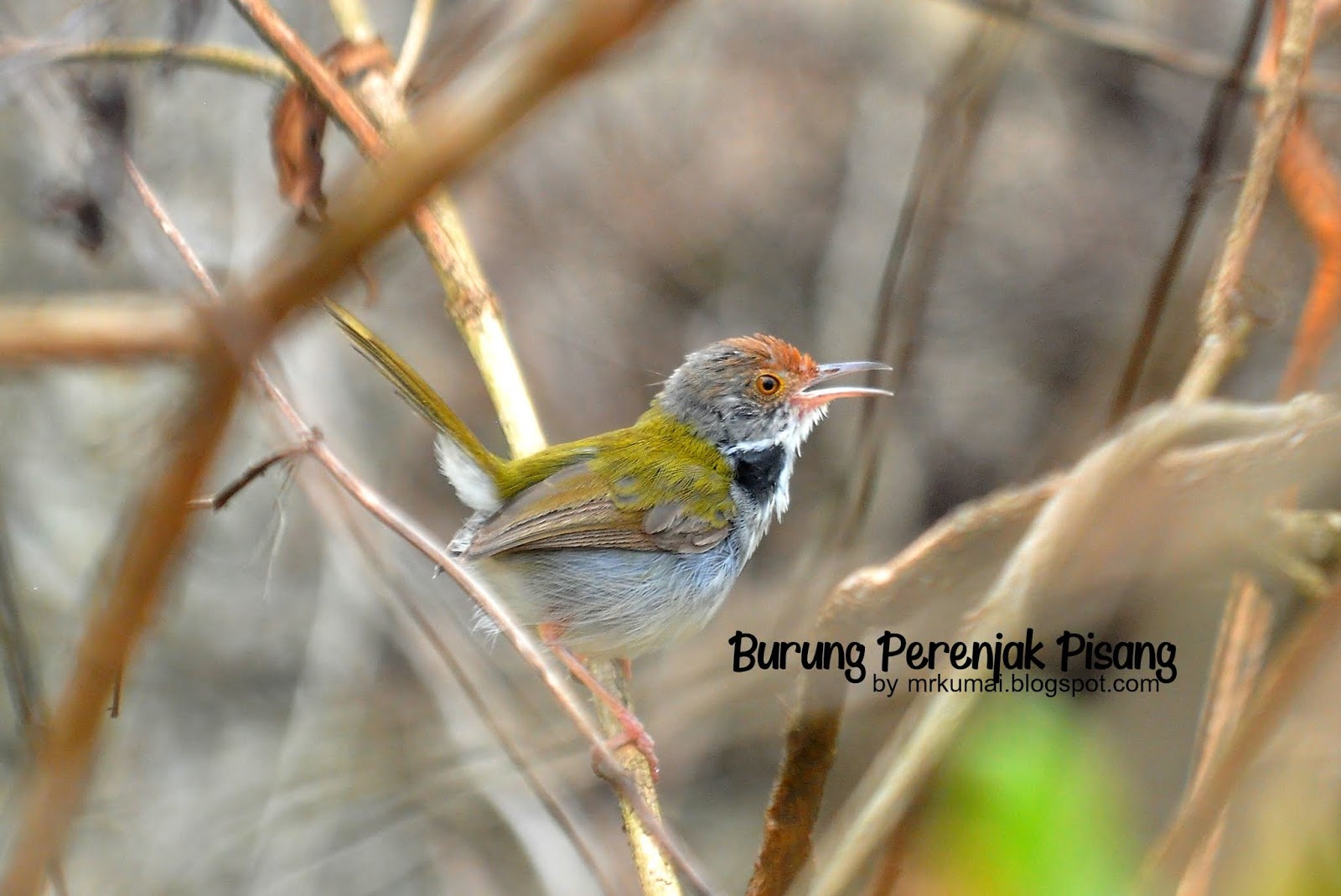 mrkumai.blogspot.com: Koleksi Burung di Cameron Highlands: Perenjak ...