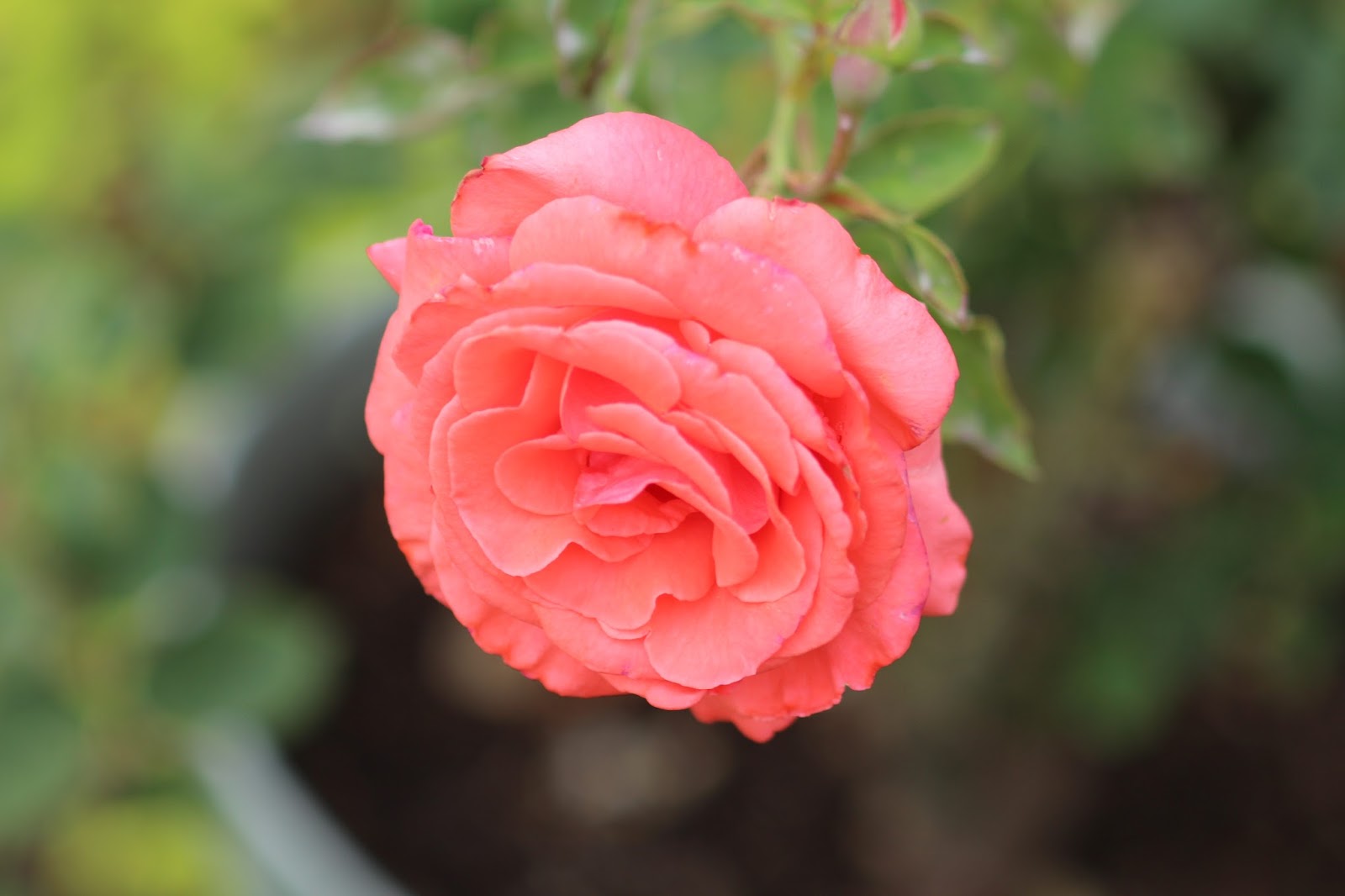 DESERT ROSE RAMBLINGS