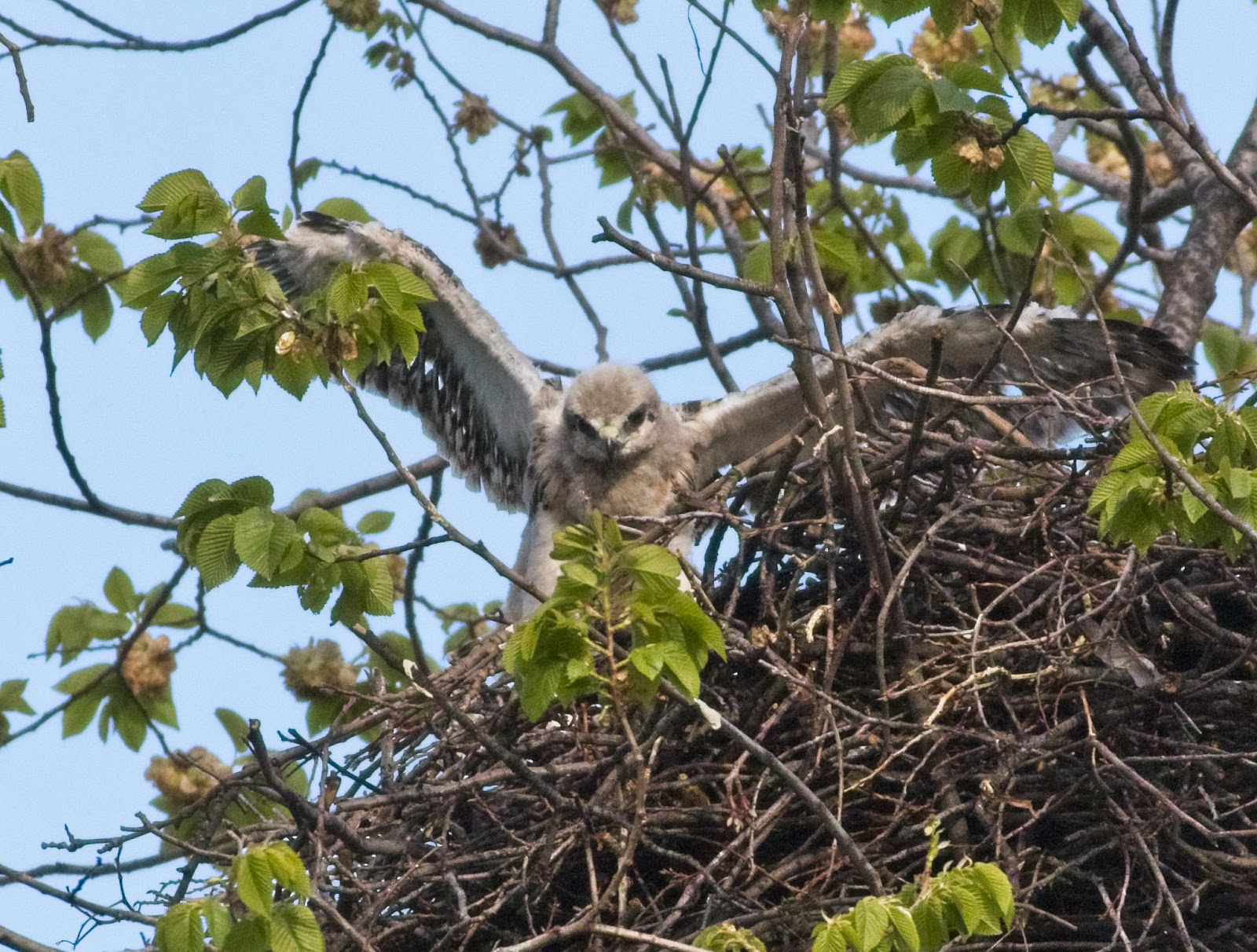 Laura Goggin Photography: This week's Tompkins Square hawk chick update