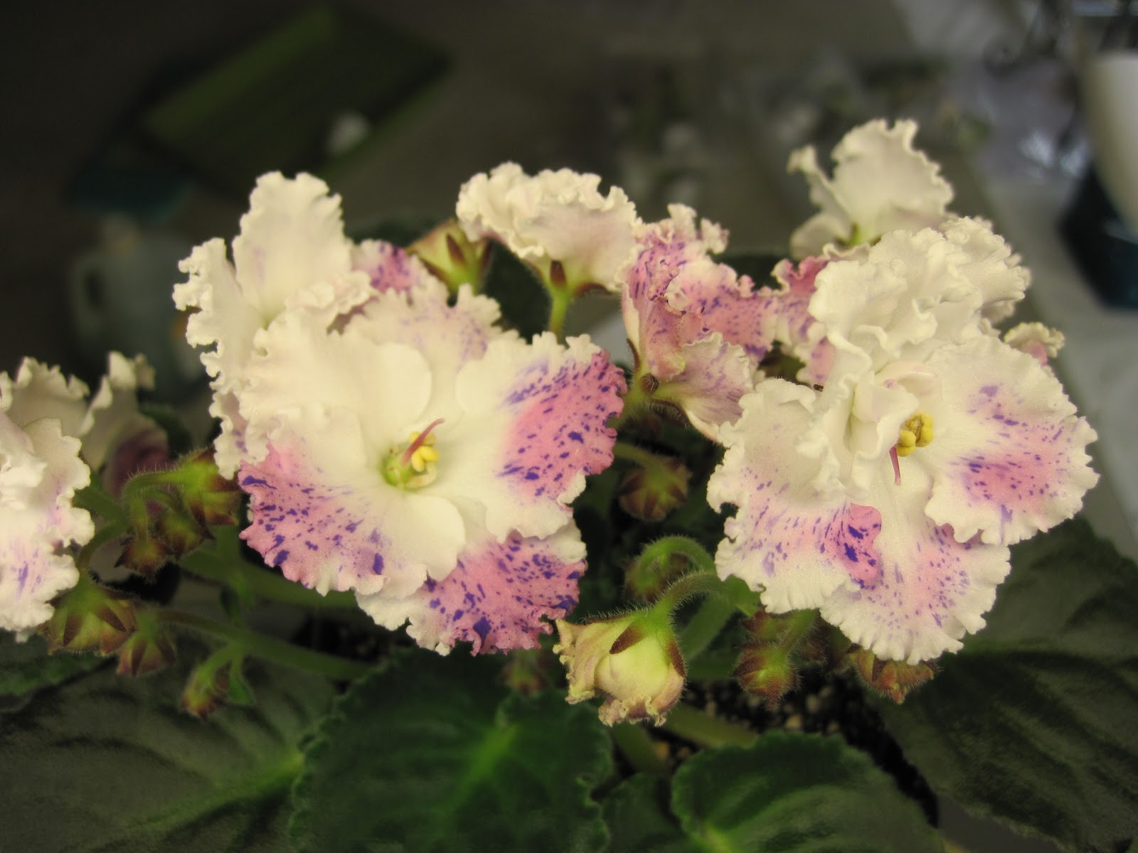 Violet Tiger: Some New Standard Violets