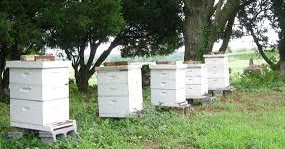 Bien installer son rucher - un rucher au jardin