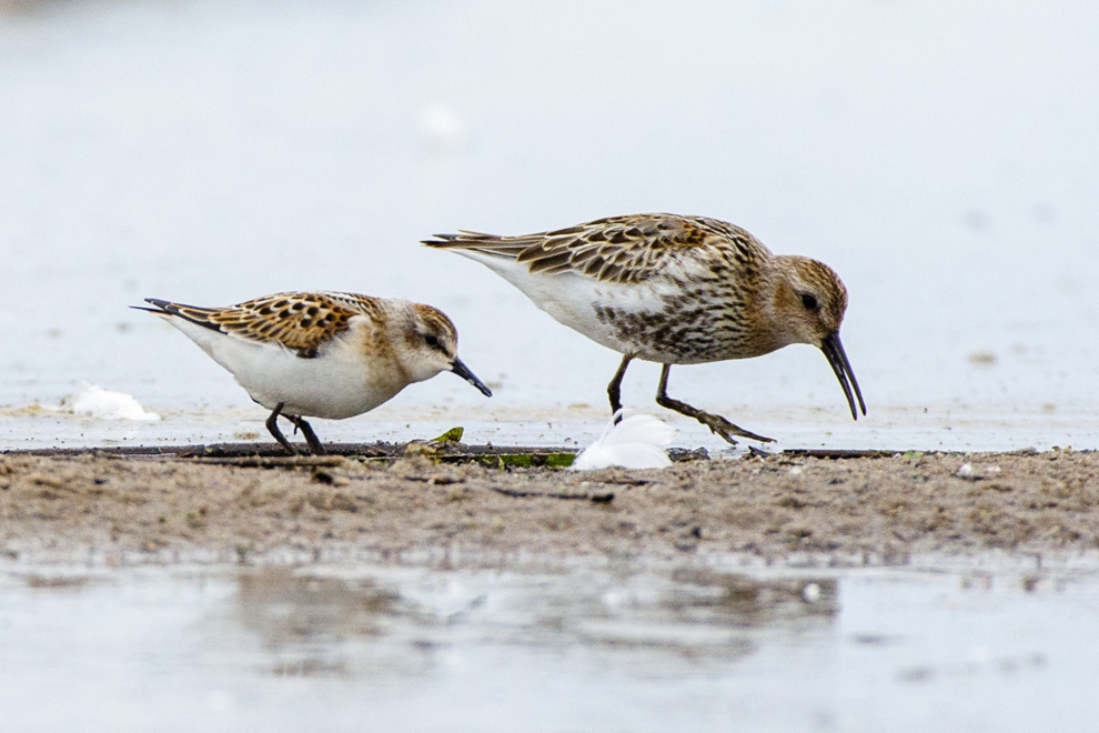 LITTLE STINT