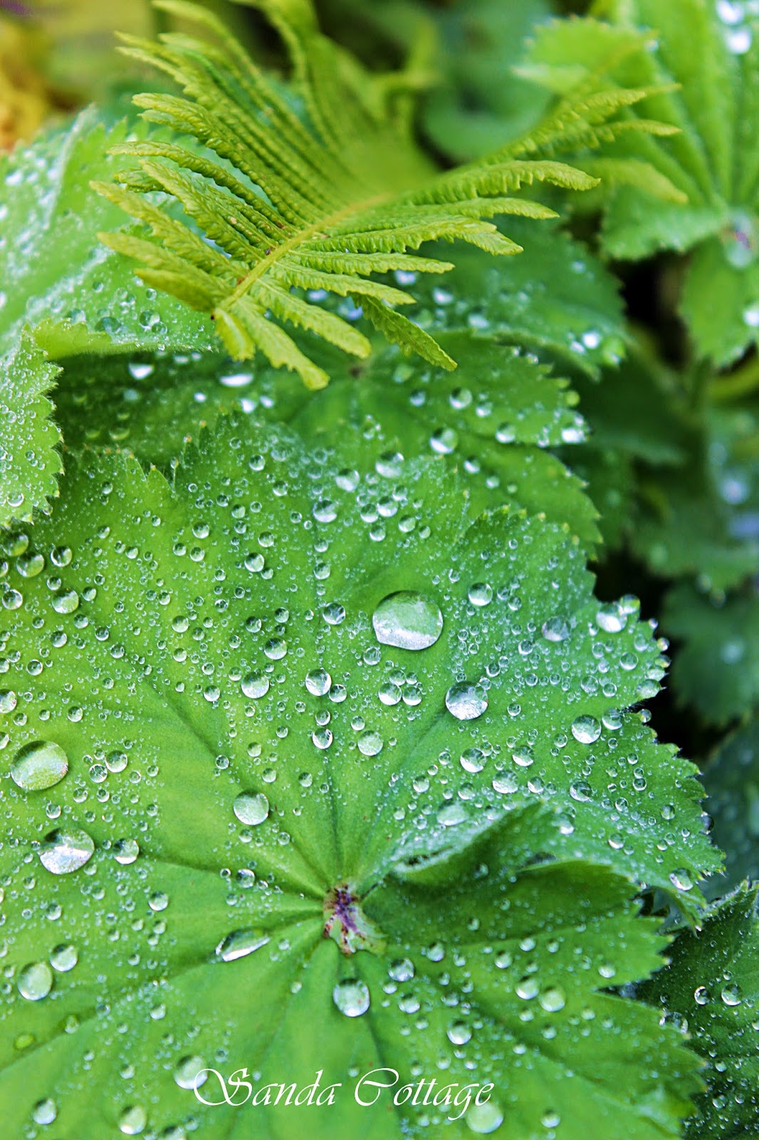 Sanda Cottage: Drippen dropp å droppen drapp...