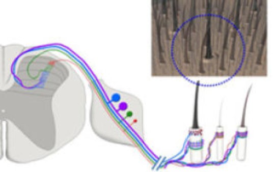 Trailing Normal: Sense of Touch