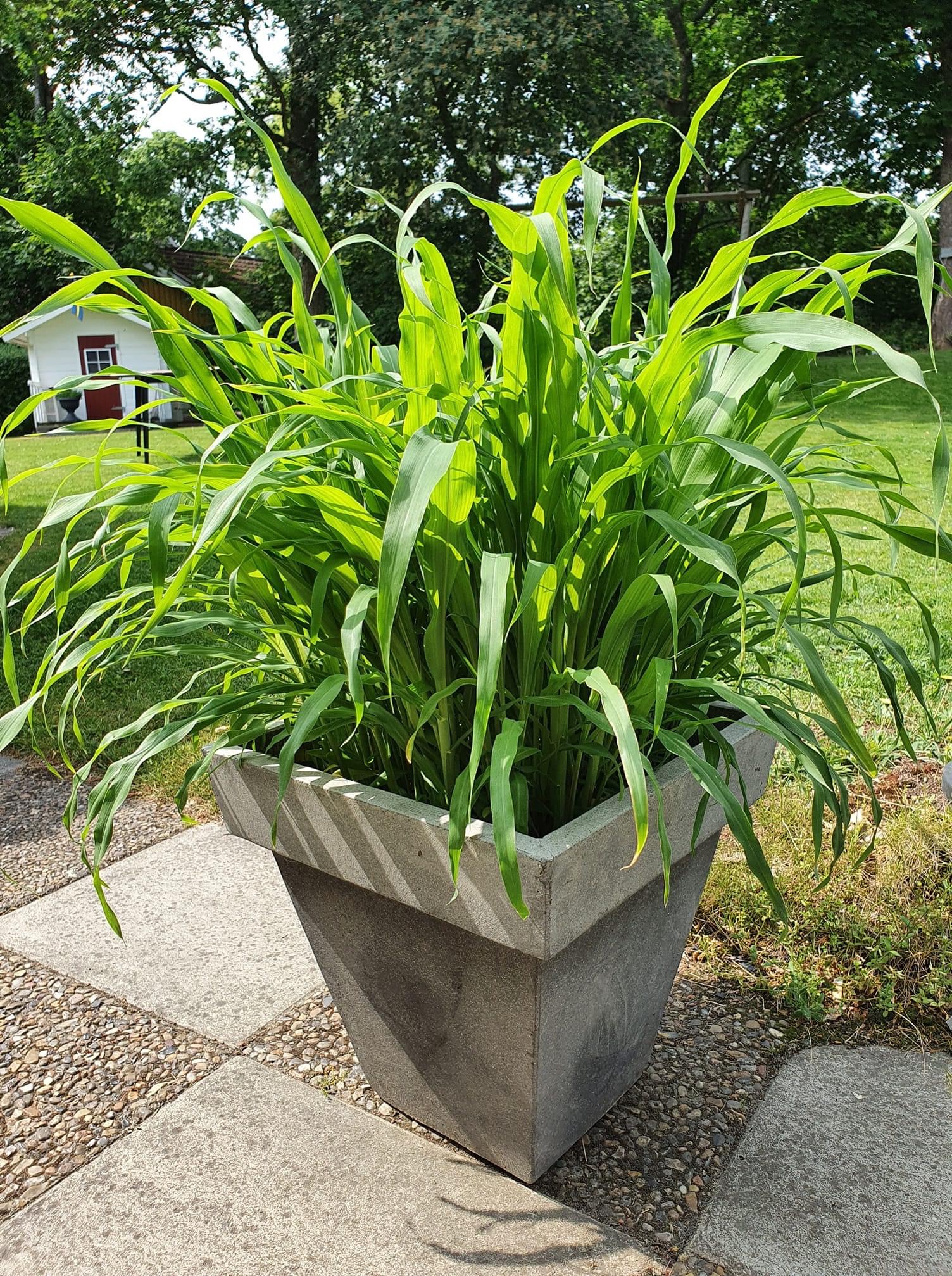 Ett inredningstips! Odla popcornkärnor i kruka.