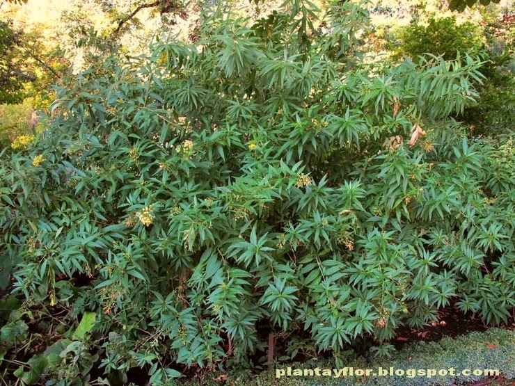 Plantas y flores: Cestrum parqui