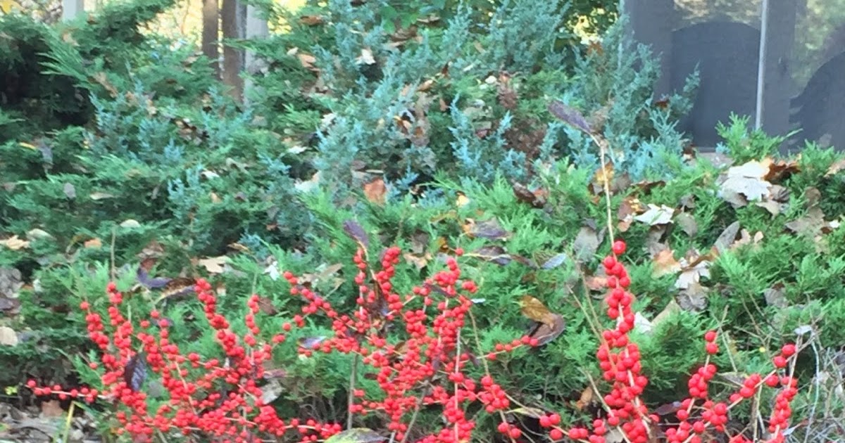 The Phytophactor: Fall color - Winterberry
