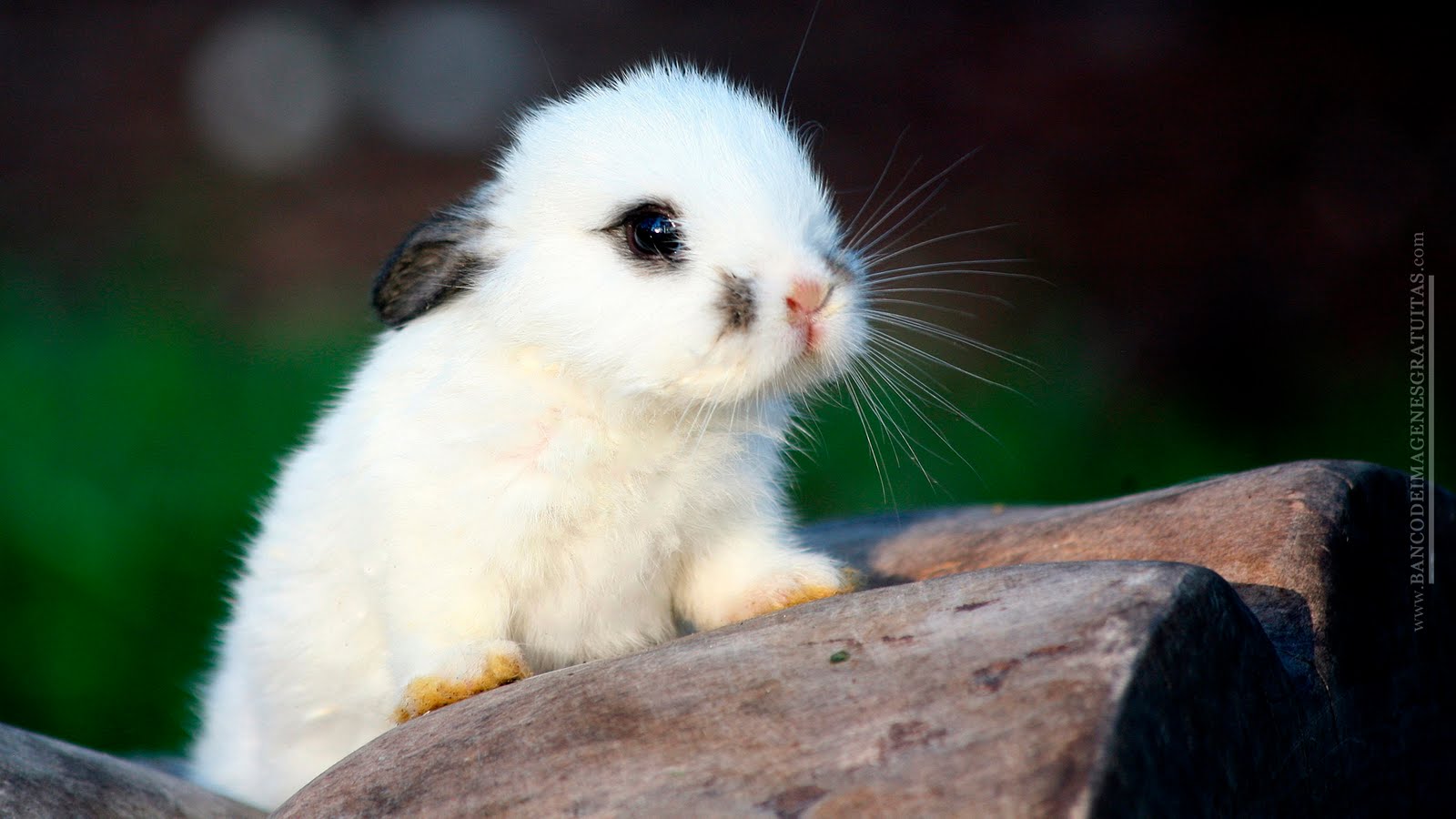 Banco de Imágenes Gratis: Los animales y su ecosistema (7 criaturas lindas)