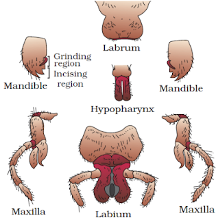 Structural Organisation In Animals - Notes | Class 11 | Part 4 ...